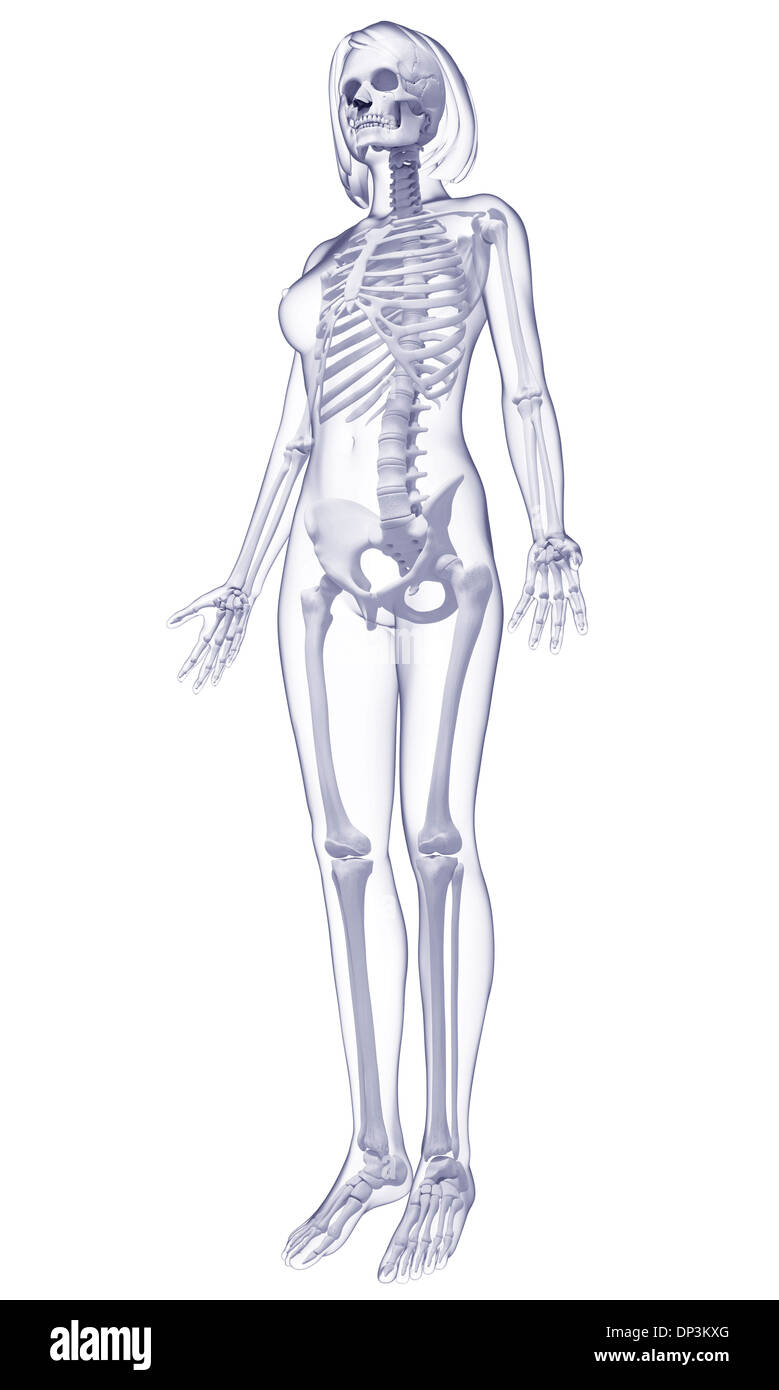 Female skeleton, artwork Stock Photo - Alamy