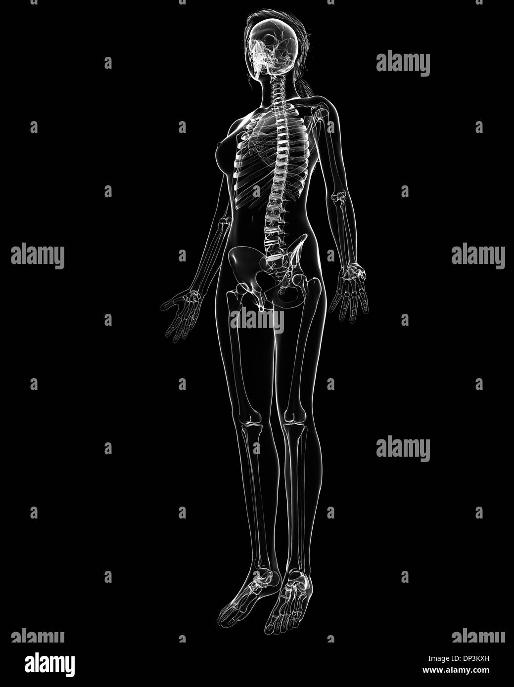 Female skeleton, artwork Stock Photo - Alamy