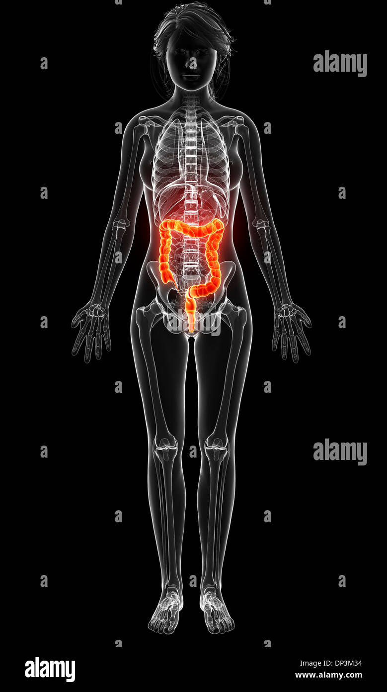 Female rectum hi-res stock photography and images - Alamy