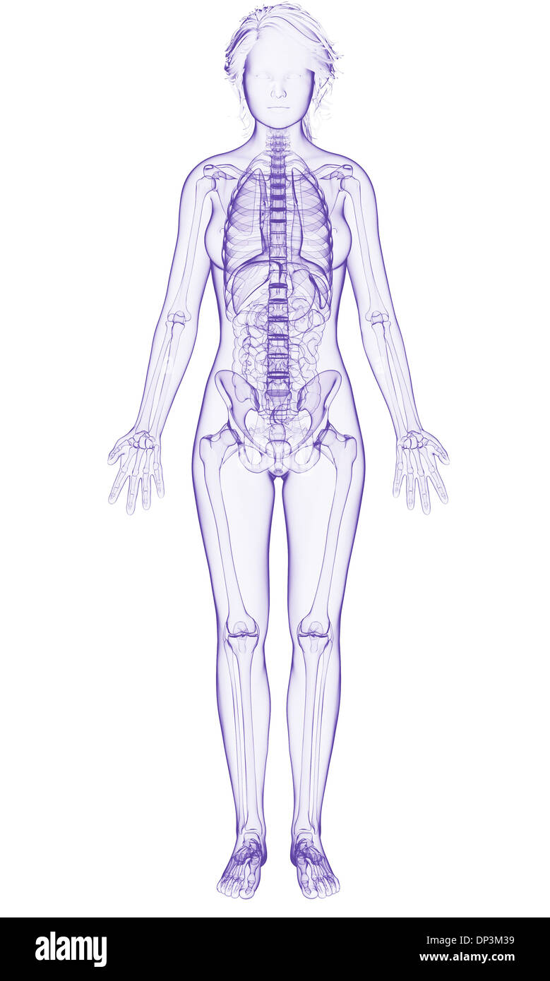 Female skeleton, artwork Stock Photo - Alamy