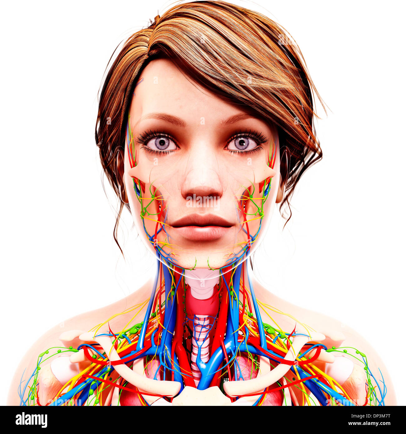 Female anatomy, artwork Stock Photo - Alamy