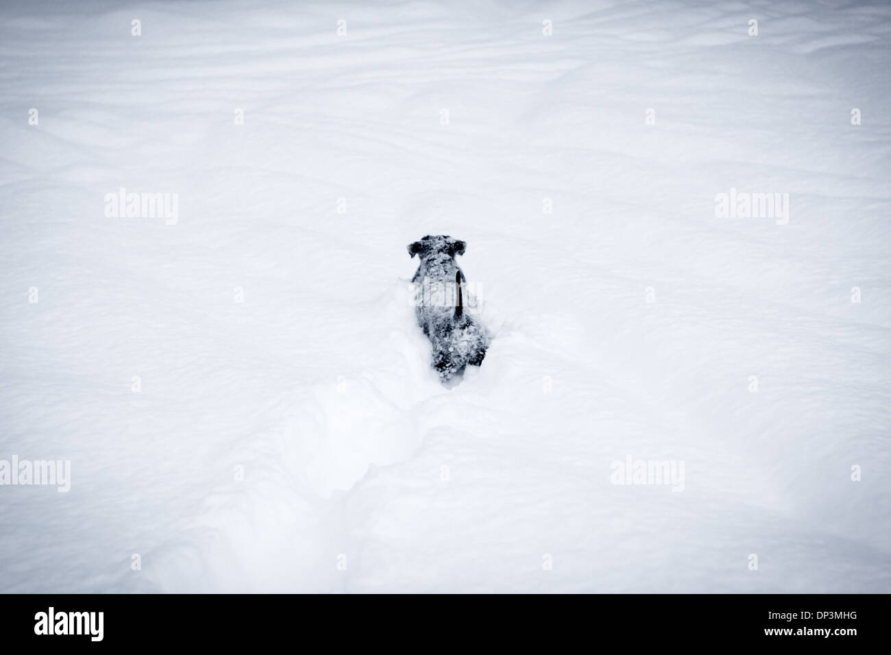 Adorable dog pup playing outside in the very deep snow Stock Photo - Alamy
