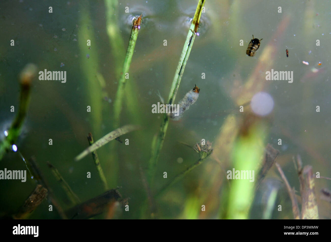 Mosquito larvae in water on hi-res stock photography and images - Alamy