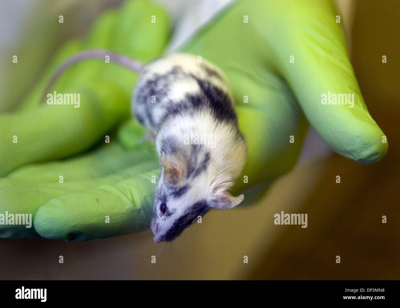 Chimera mouse hi-res stock photography and images - Alamy