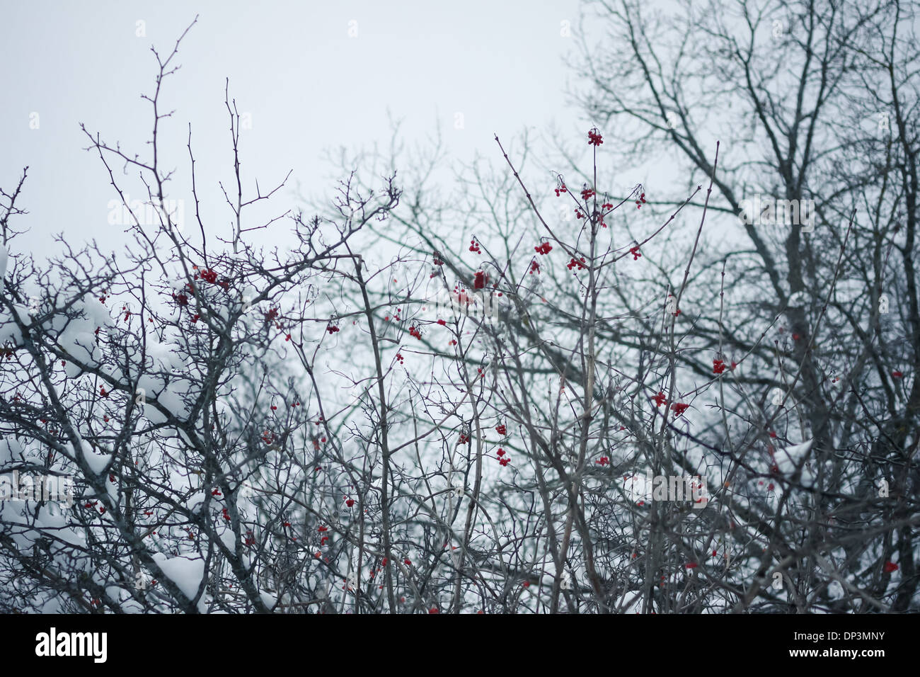Rowan image hi-res stock photography and images - Alamy