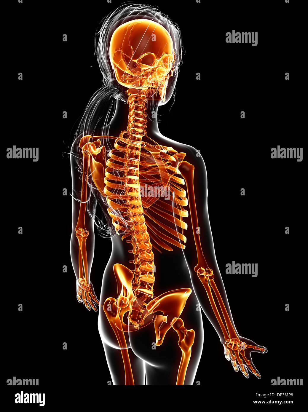 Female skeleton, artwork Stock Photo - Alamy