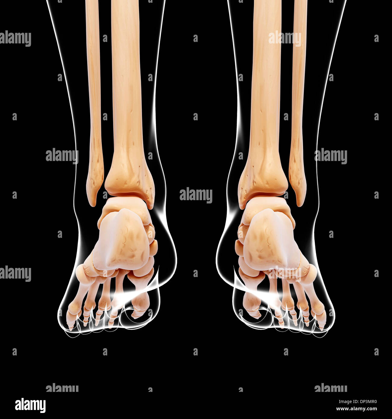 Human leg bones, artwork Stock Photo - Alamy