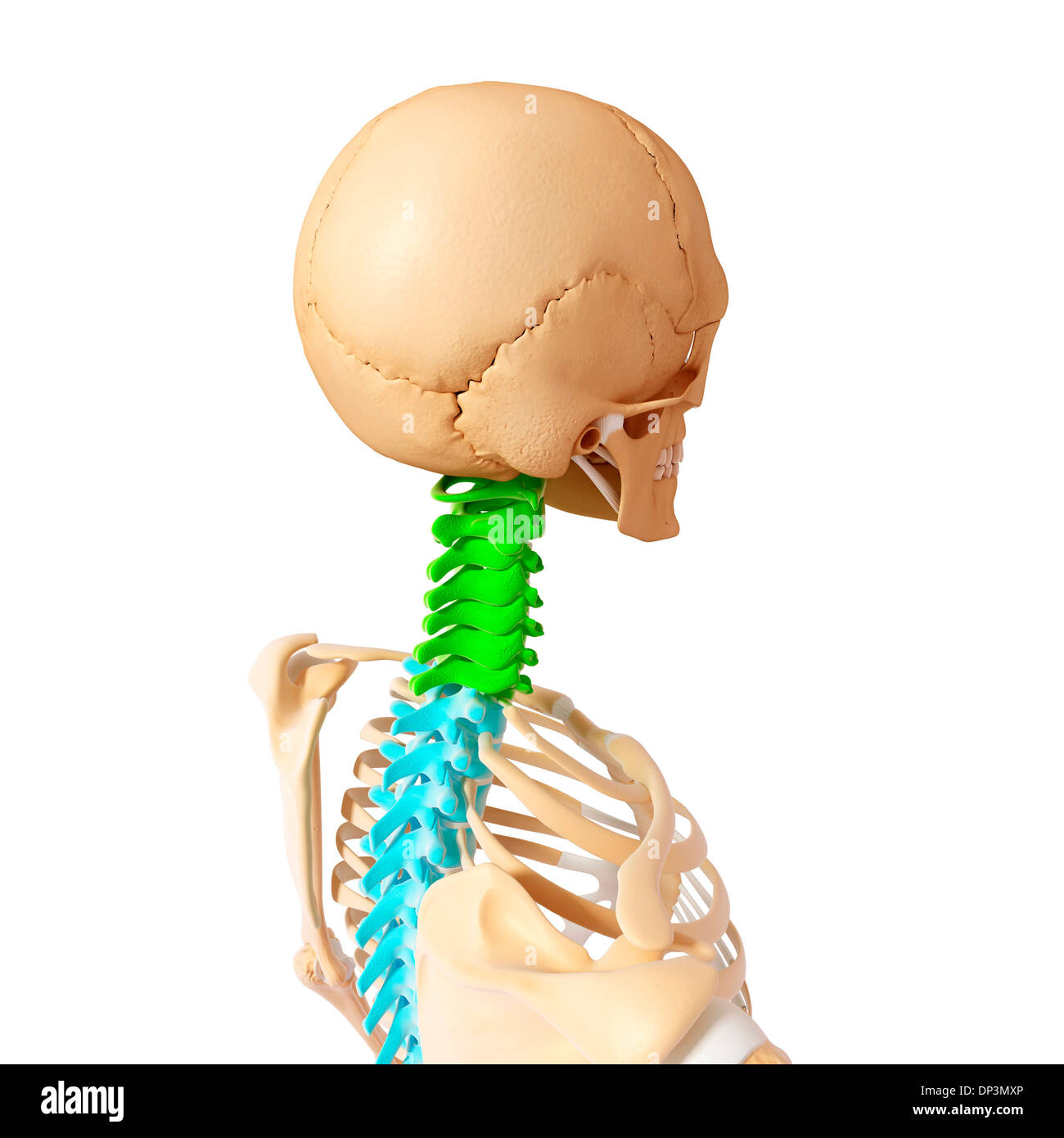 Rear view human spine scapula hi-res stock photography and images - Alamy