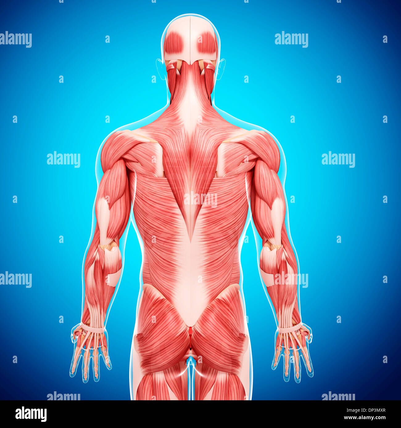 Human musculature, artwork Stock Photo - Alamy