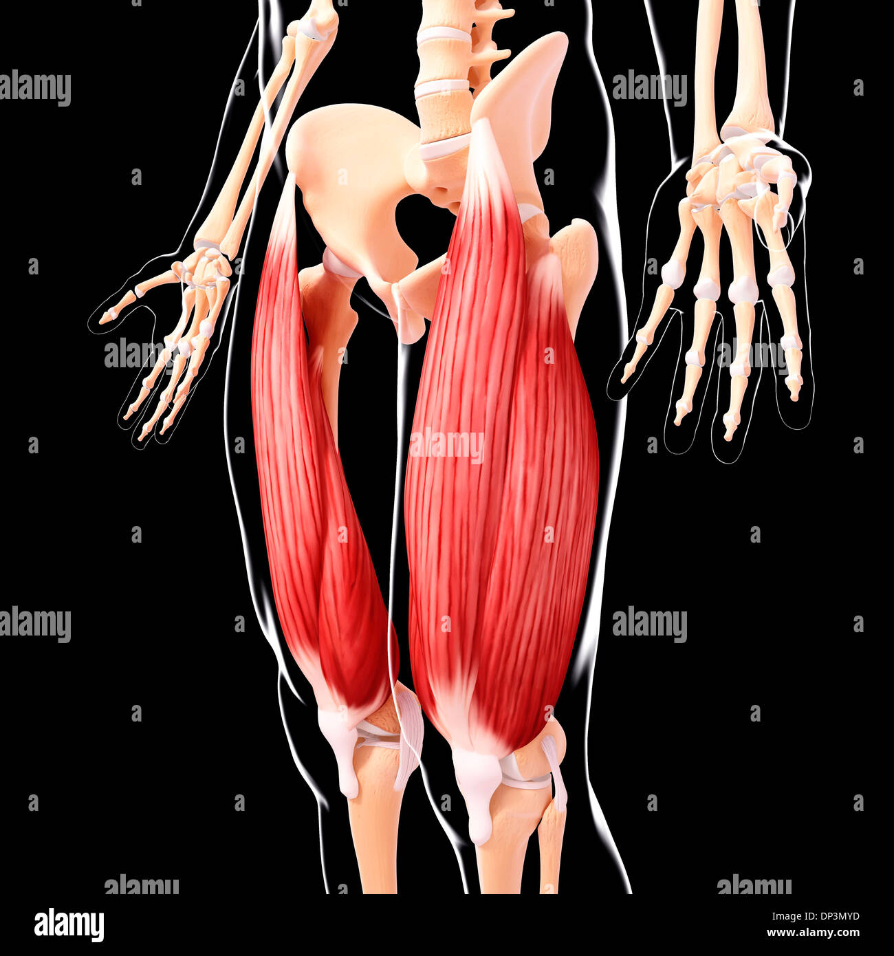 Human leg musculature, artwork Stock Photo - Alamy