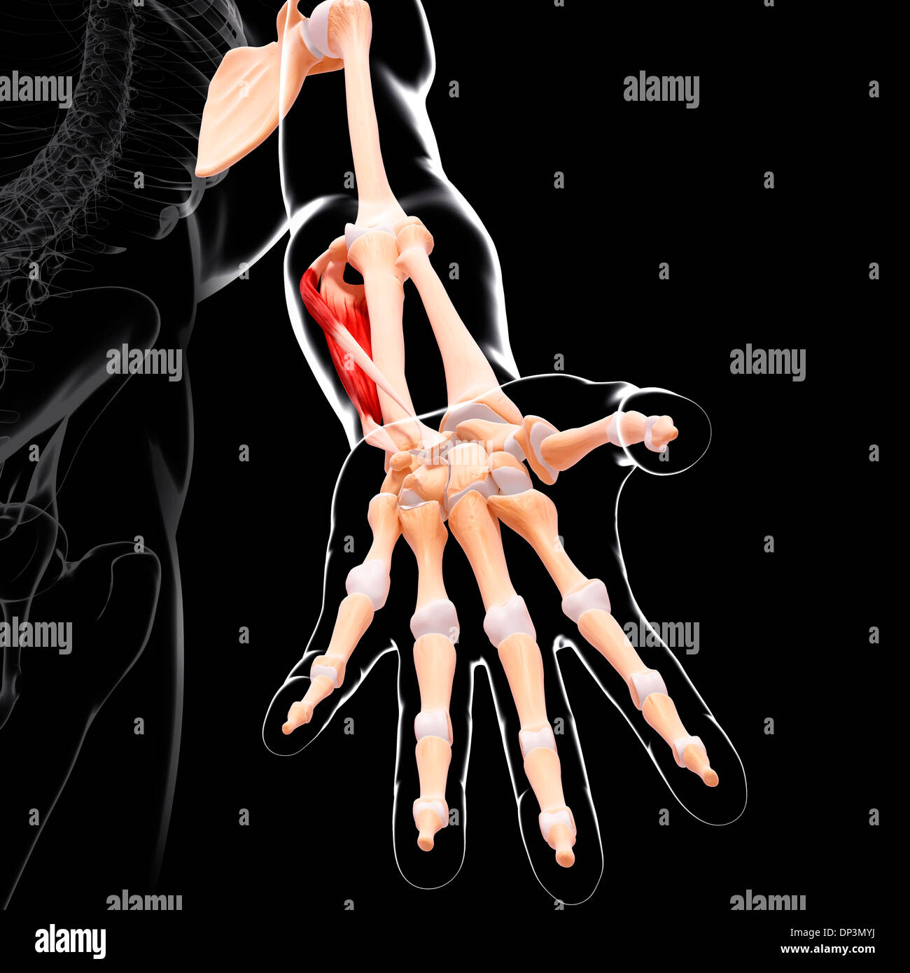 Human arm musculature artwork hi-res stock photography and images - Alamy