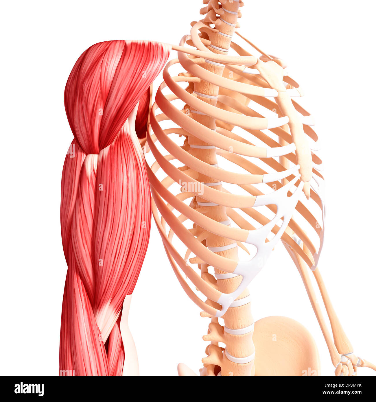 Arm musculature hi-res stock photography and images - Alamy