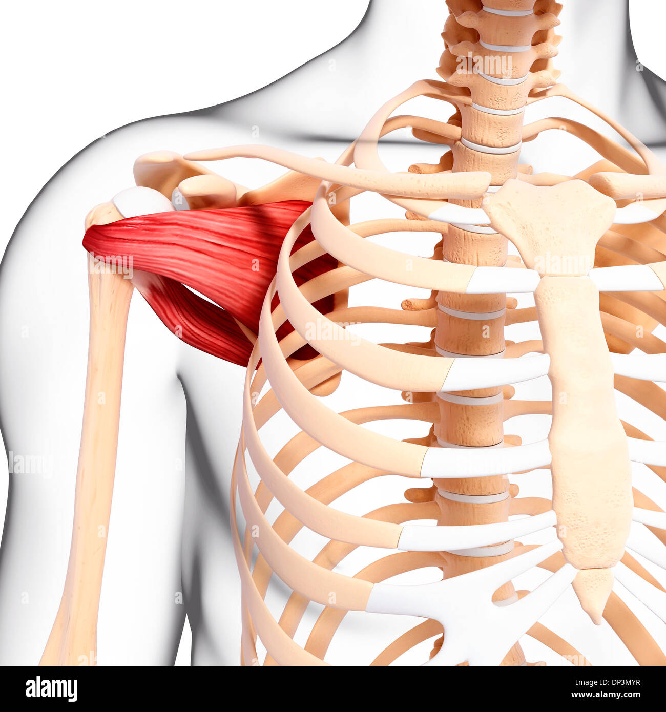 Subscapularis hi-res stock photography and images - Alamy