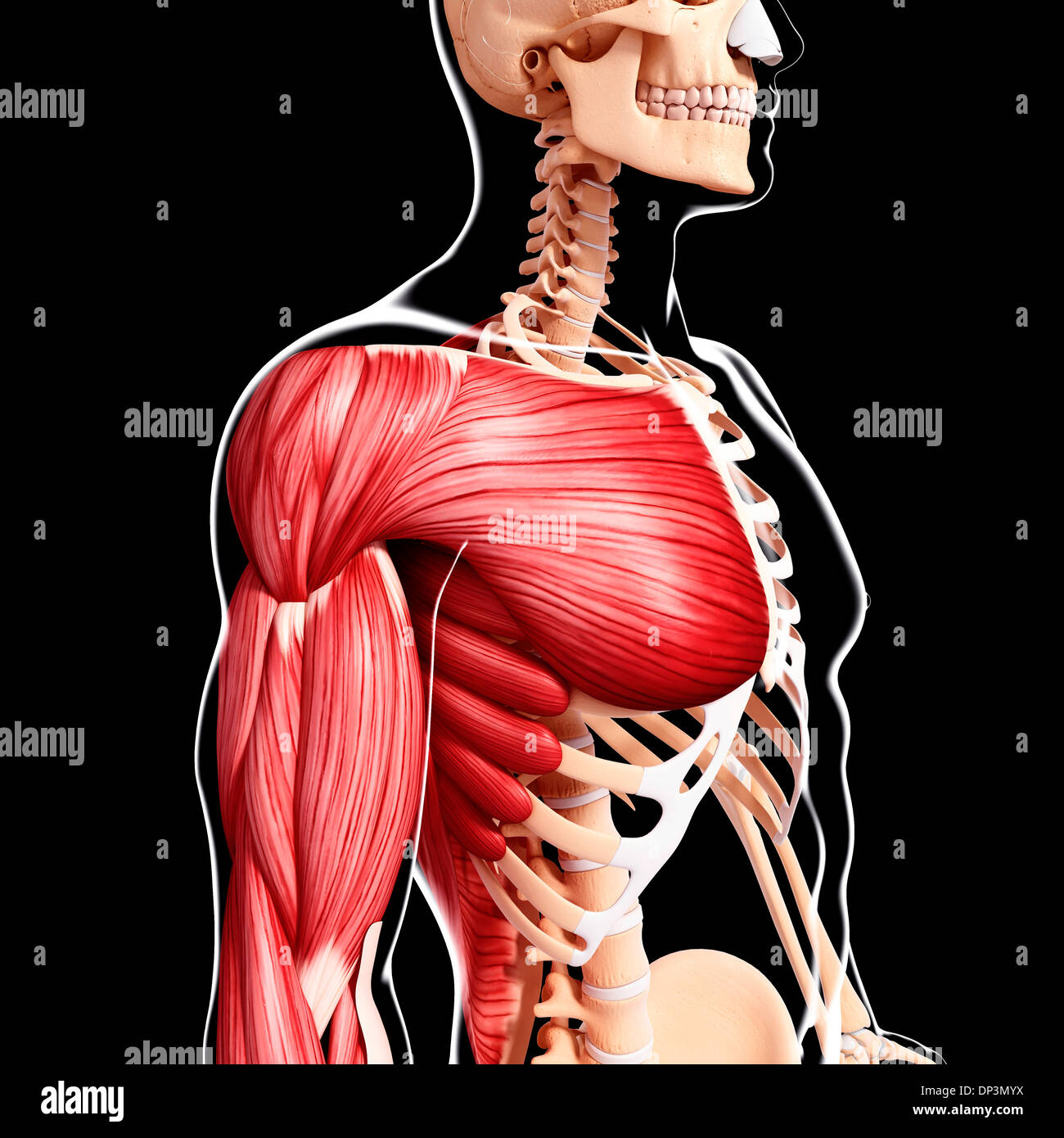 Human musculature, artwork Stock Photo - Alamy