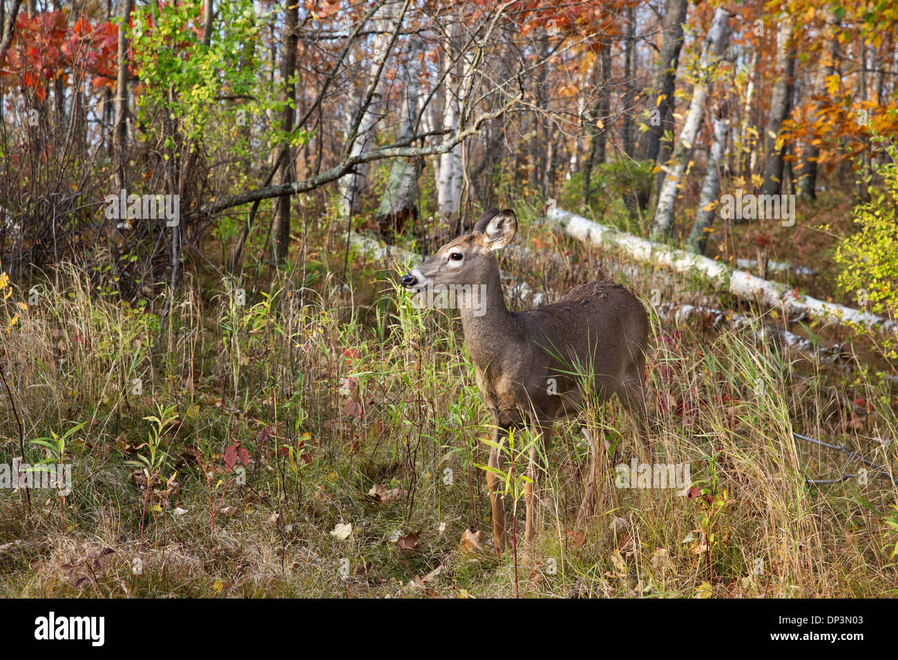 White tailed deer in autumn hi-res stock photography and images - Alamy
