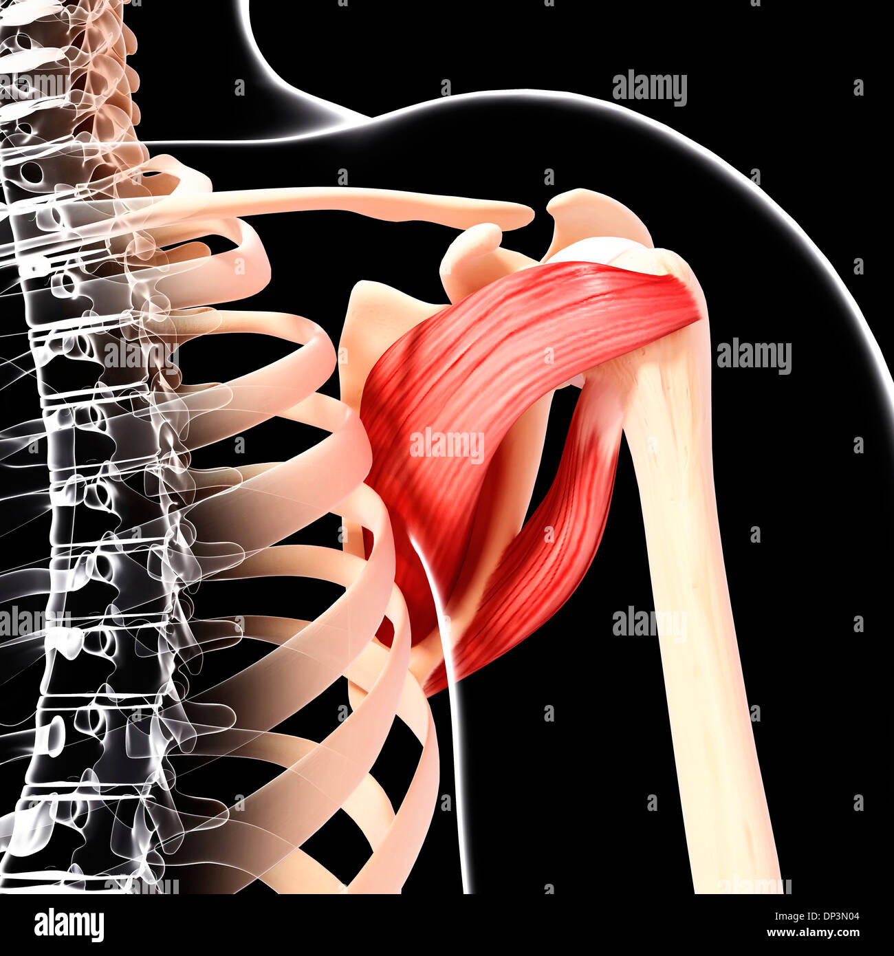 Human shoulder musculature, artwork Stock Photo - Alamy