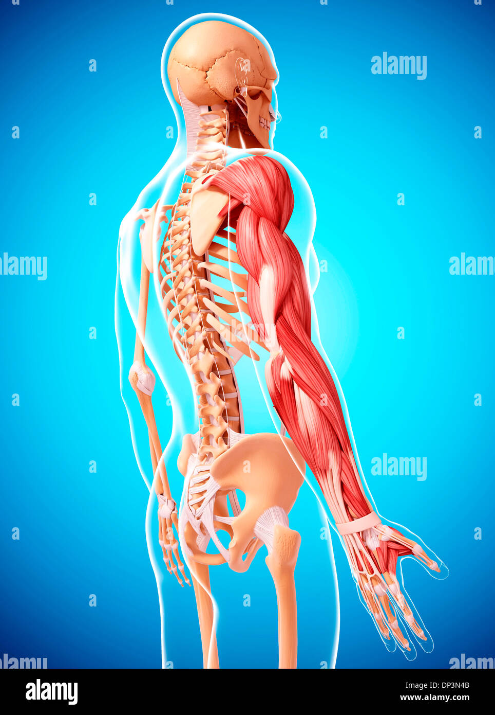 Human arm musculature, artwork Stock Photo - Alamy