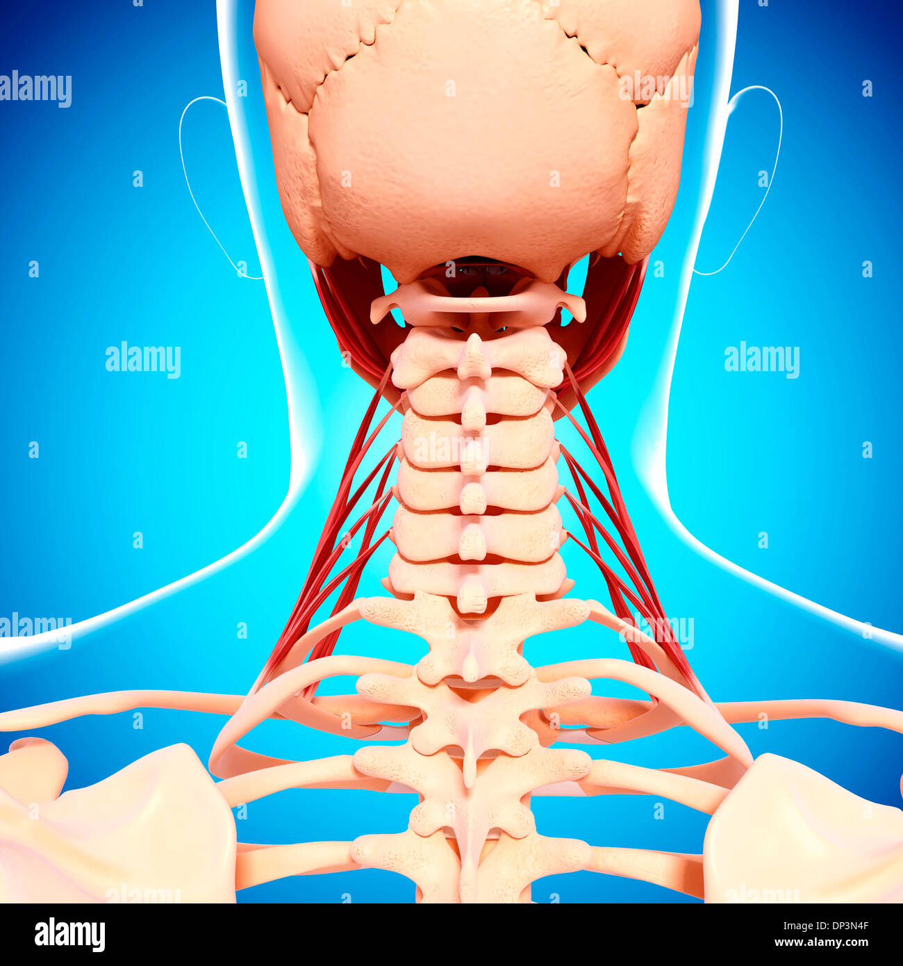 The musculature of the neck and head hi-res stock photography and ...