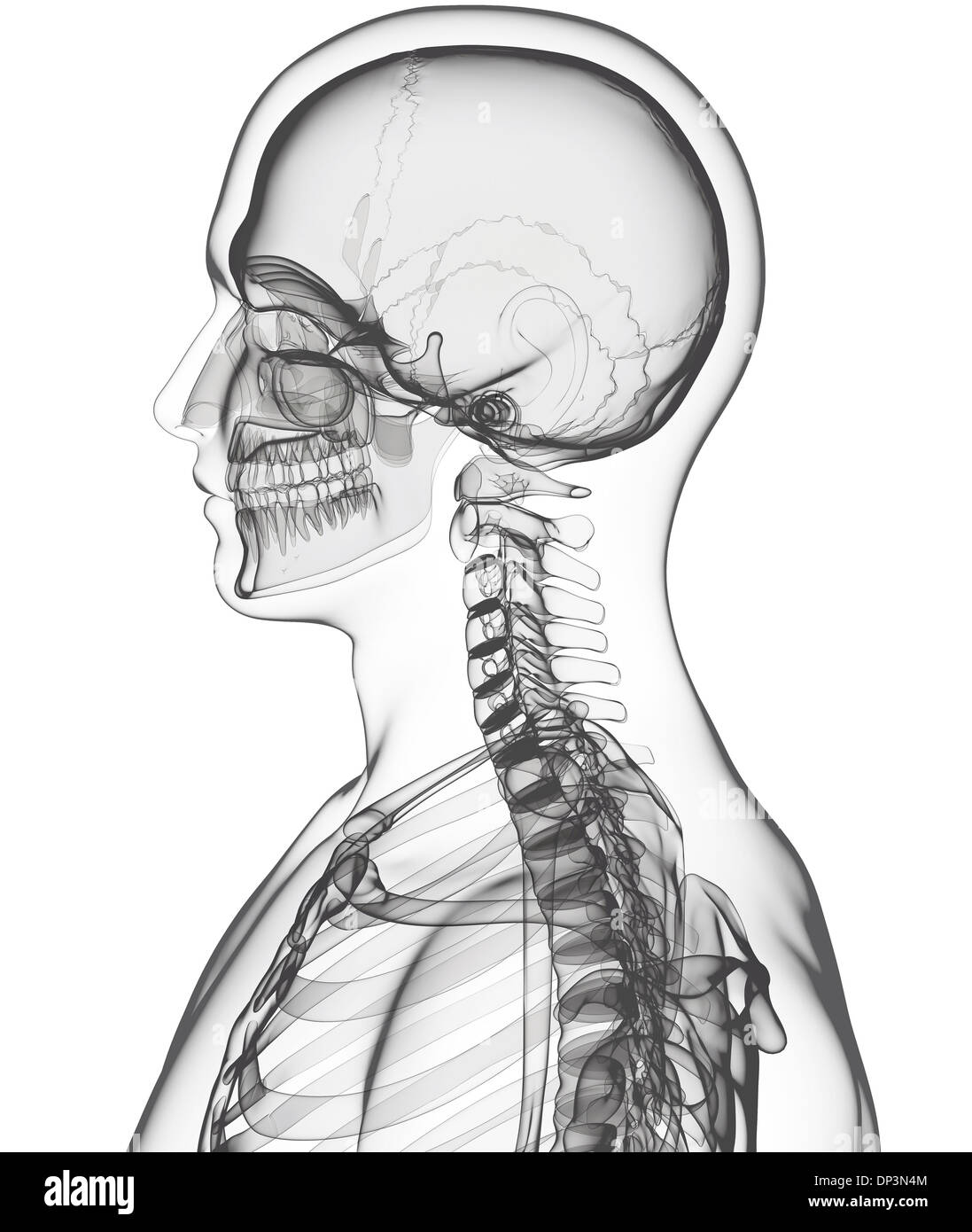 Human skeleton, artwork Stock Photo - Alamy