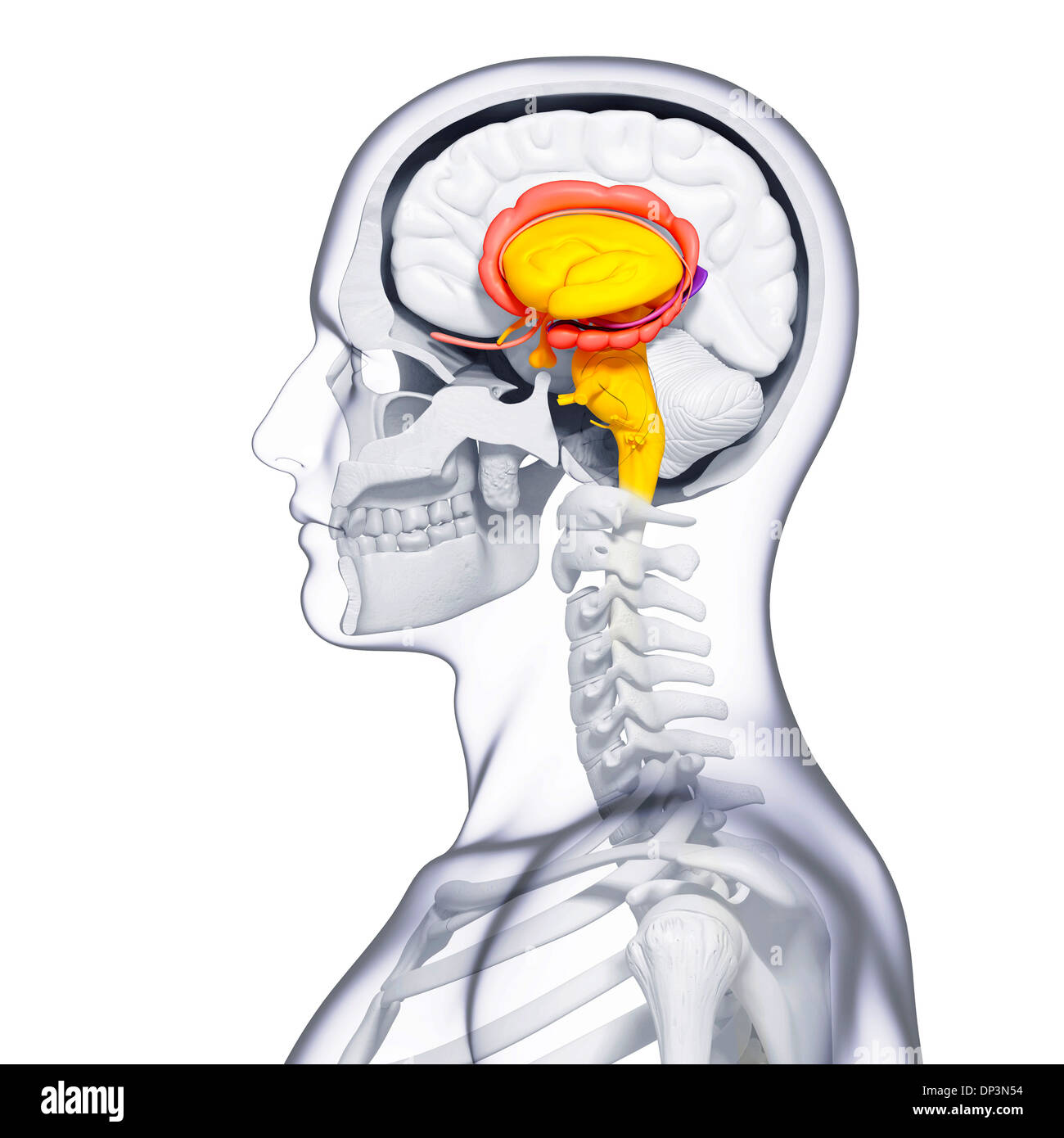 Male brain, artwork Stock Photo - Alamy
