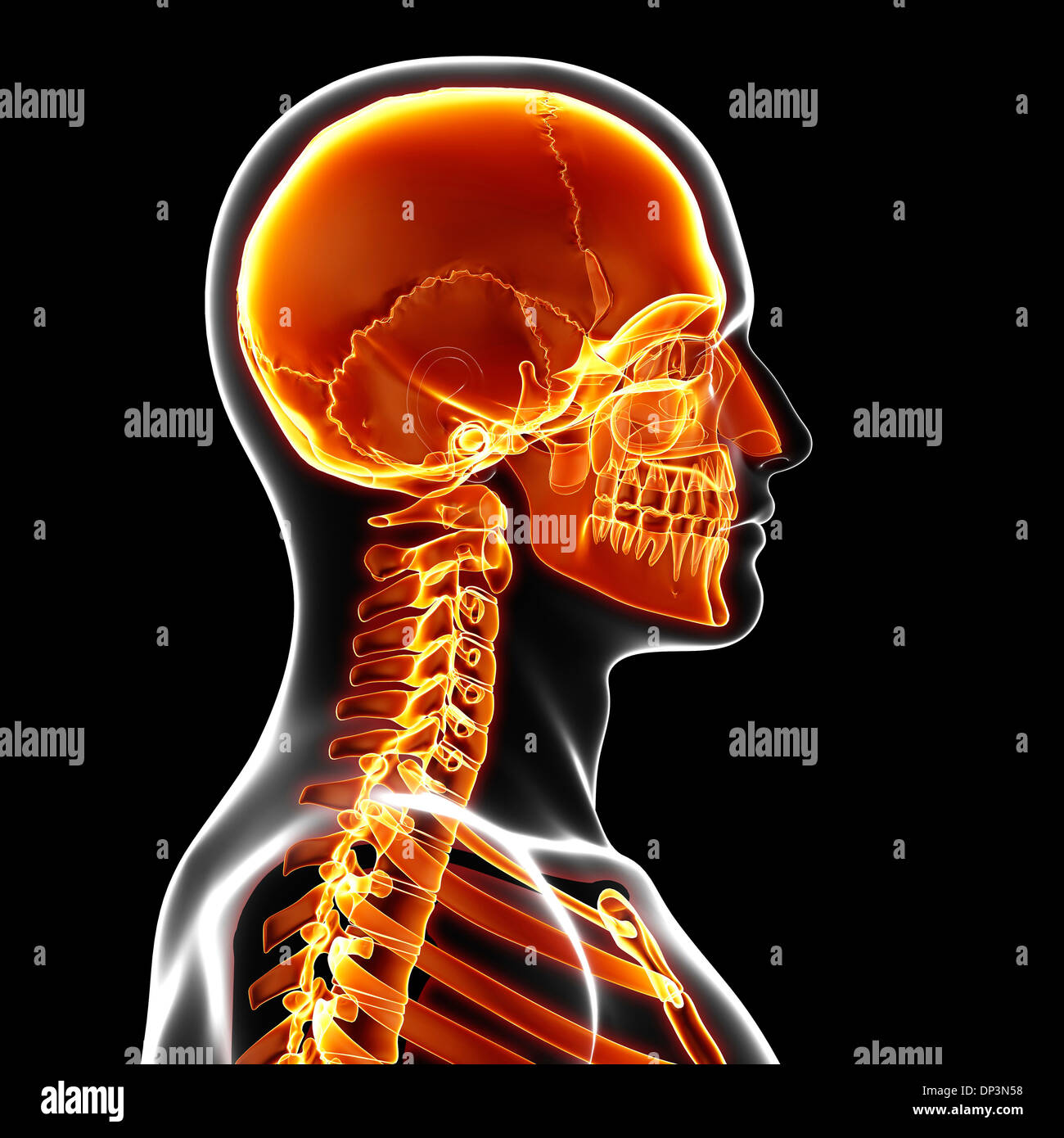 Human skeleton, artwork Stock Photo - Alamy