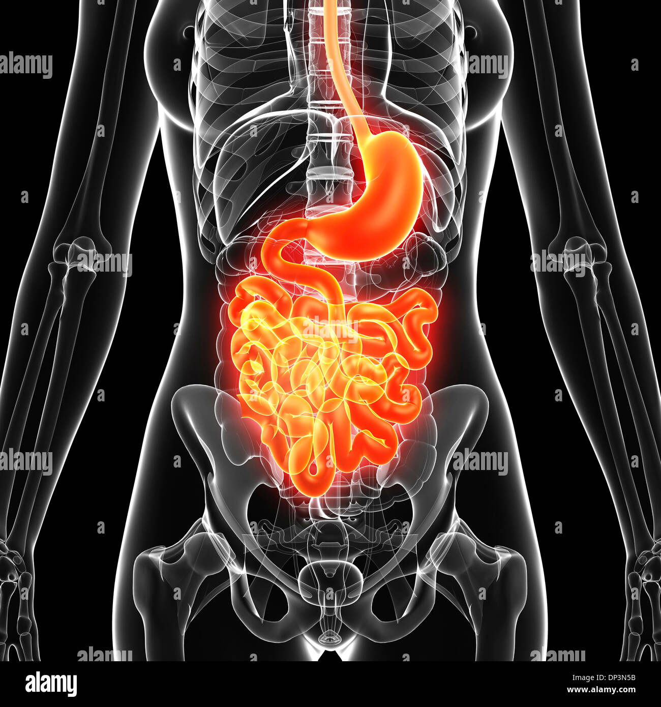 Female anatomy, artwork Stock Photo - Alamy