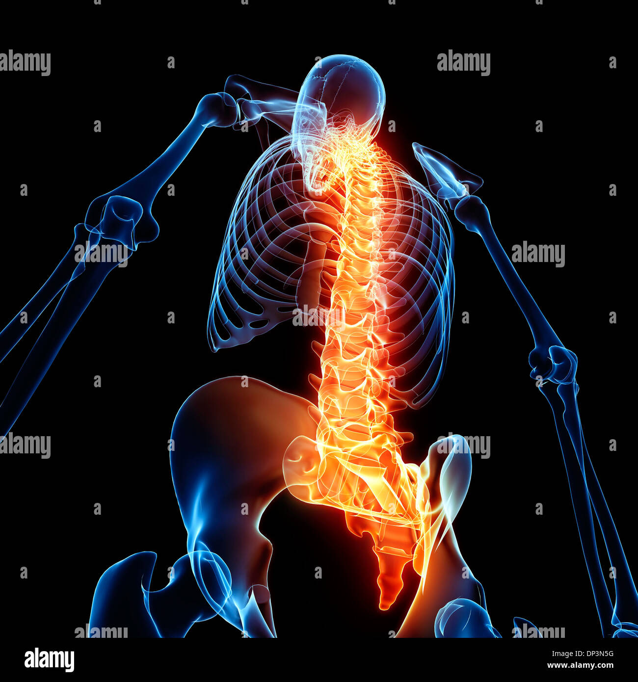 Human spine normal hi-res stock photography and images - Alamy