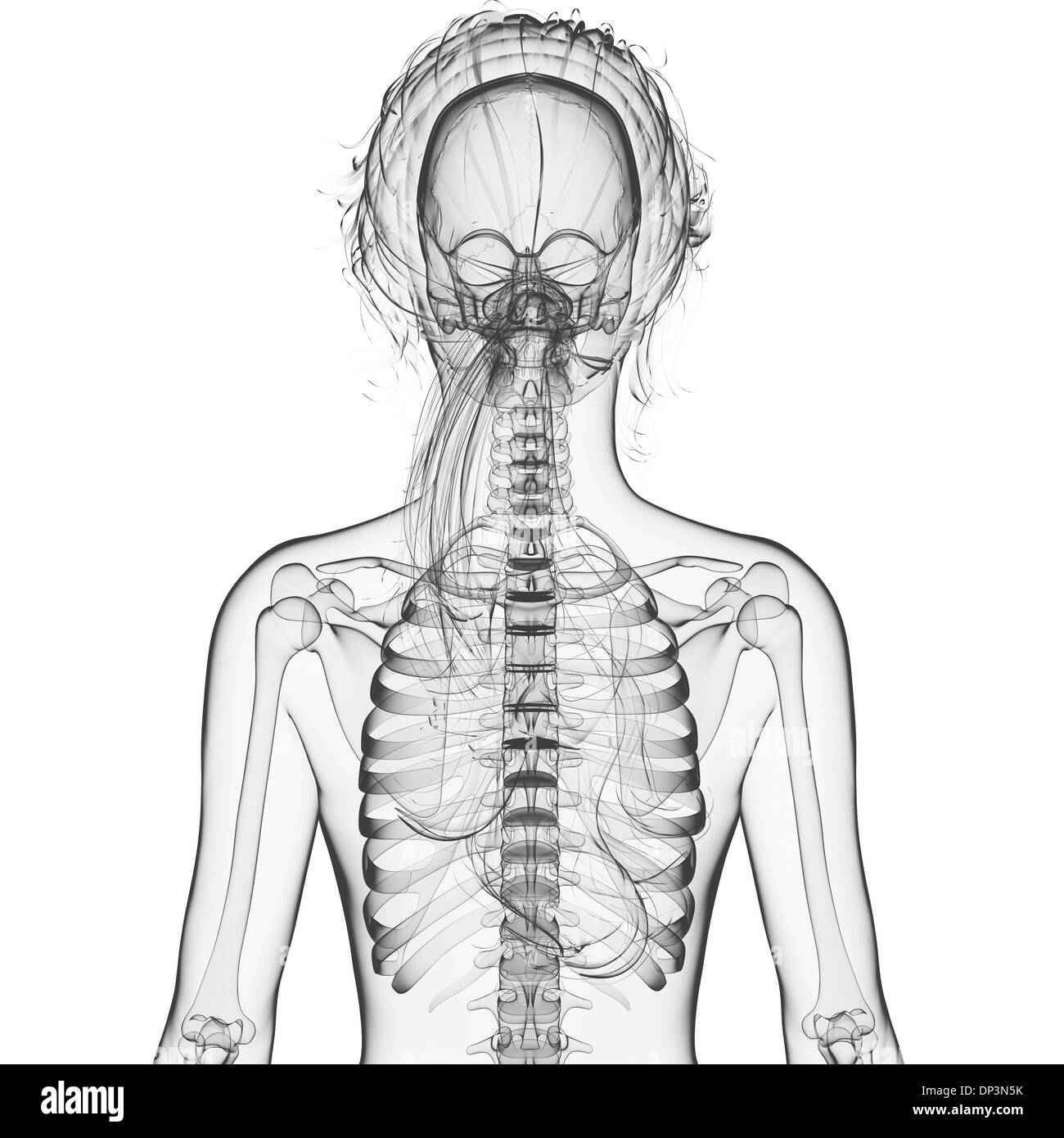 Female skeleton, artwork Stock Photo - Alamy