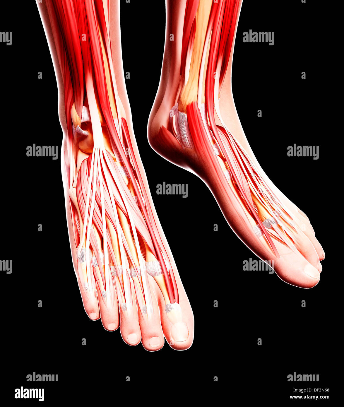 Human foot musculature, artwork Stock Photo - Alamy
