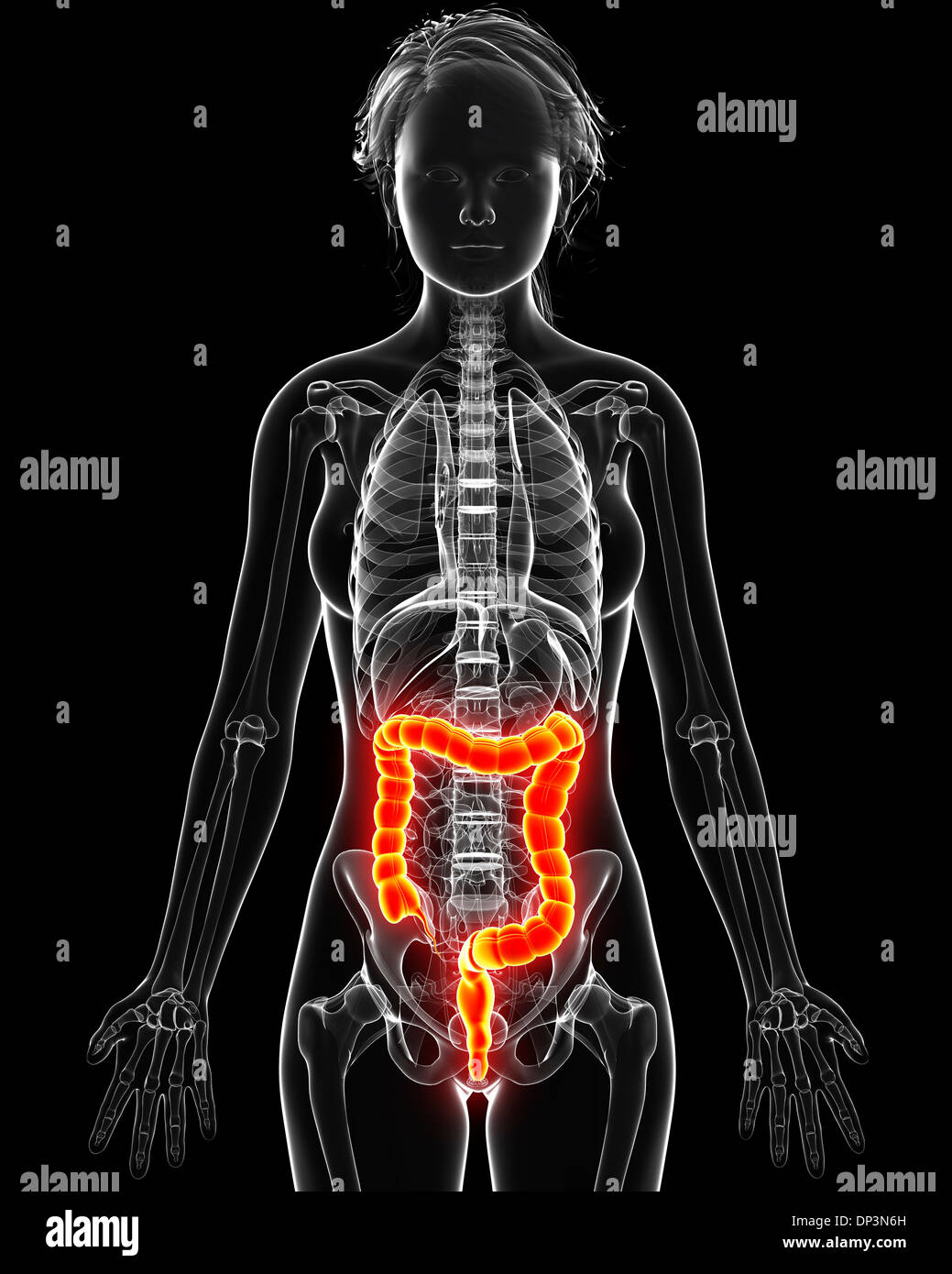 Female rectum hi-res stock photography and images - Alamy