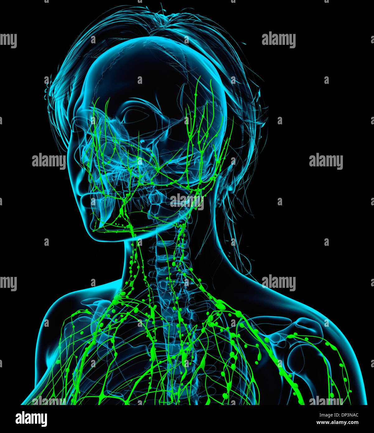 Female lymphatic system, artwork Stock Photo - Alamy
