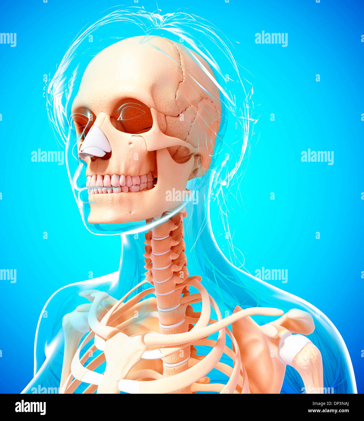 Female skeleton, artwork Stock Photo - Alamy