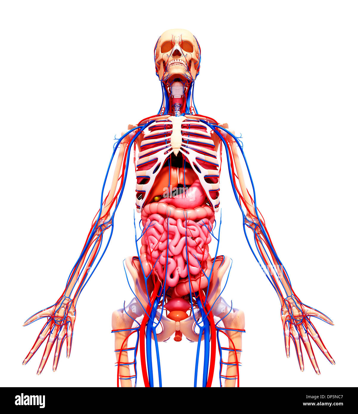 Human anatomy, artwork Stock Photo - Alamy