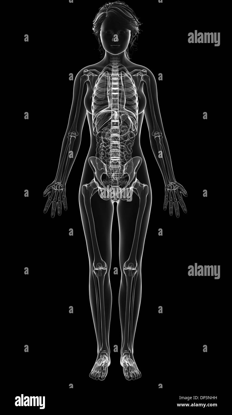 Female anatomy Black and White Stock Photos & Images - Alamy