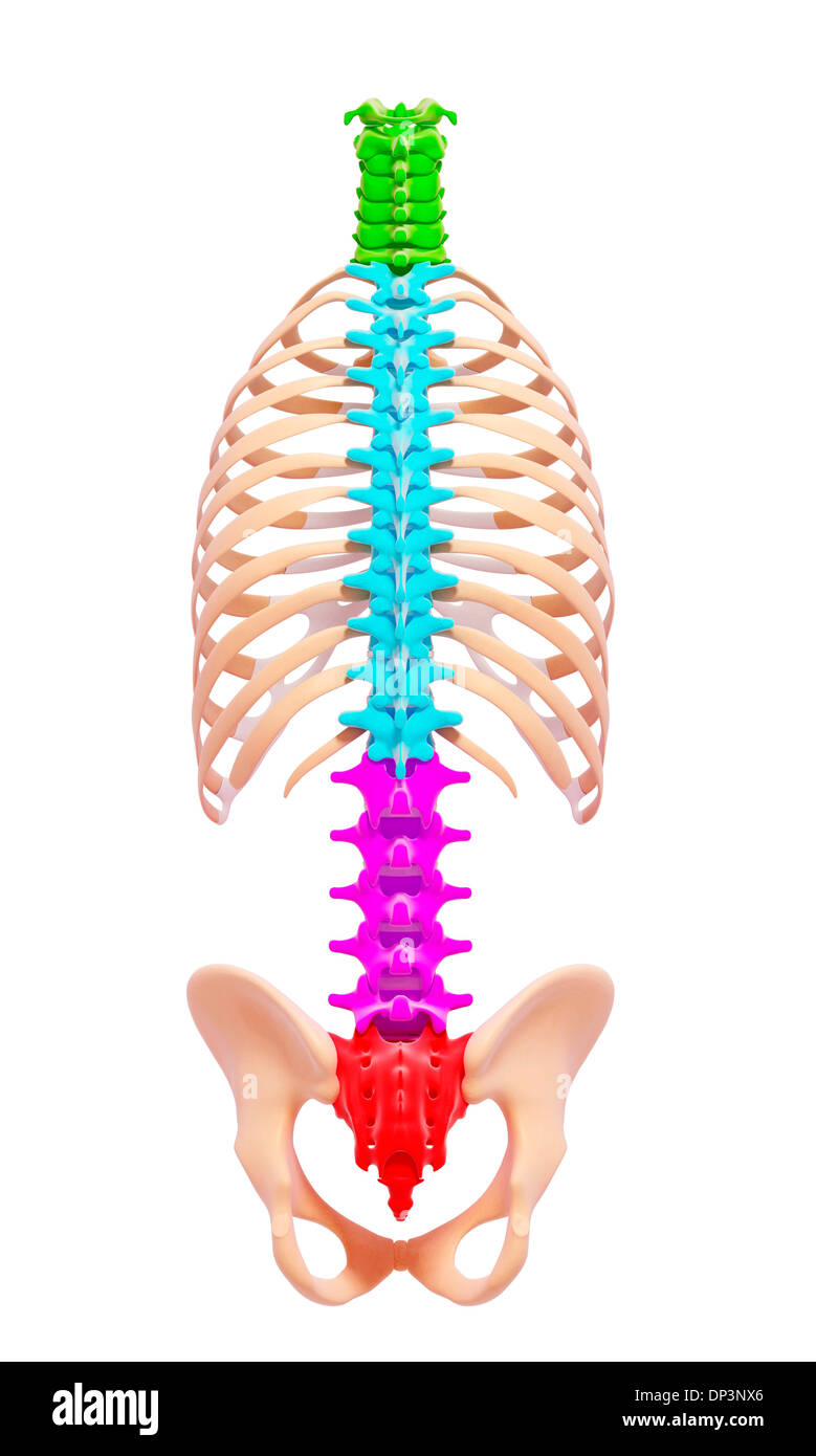 Human spine, artwork Stock Photo - Alamy