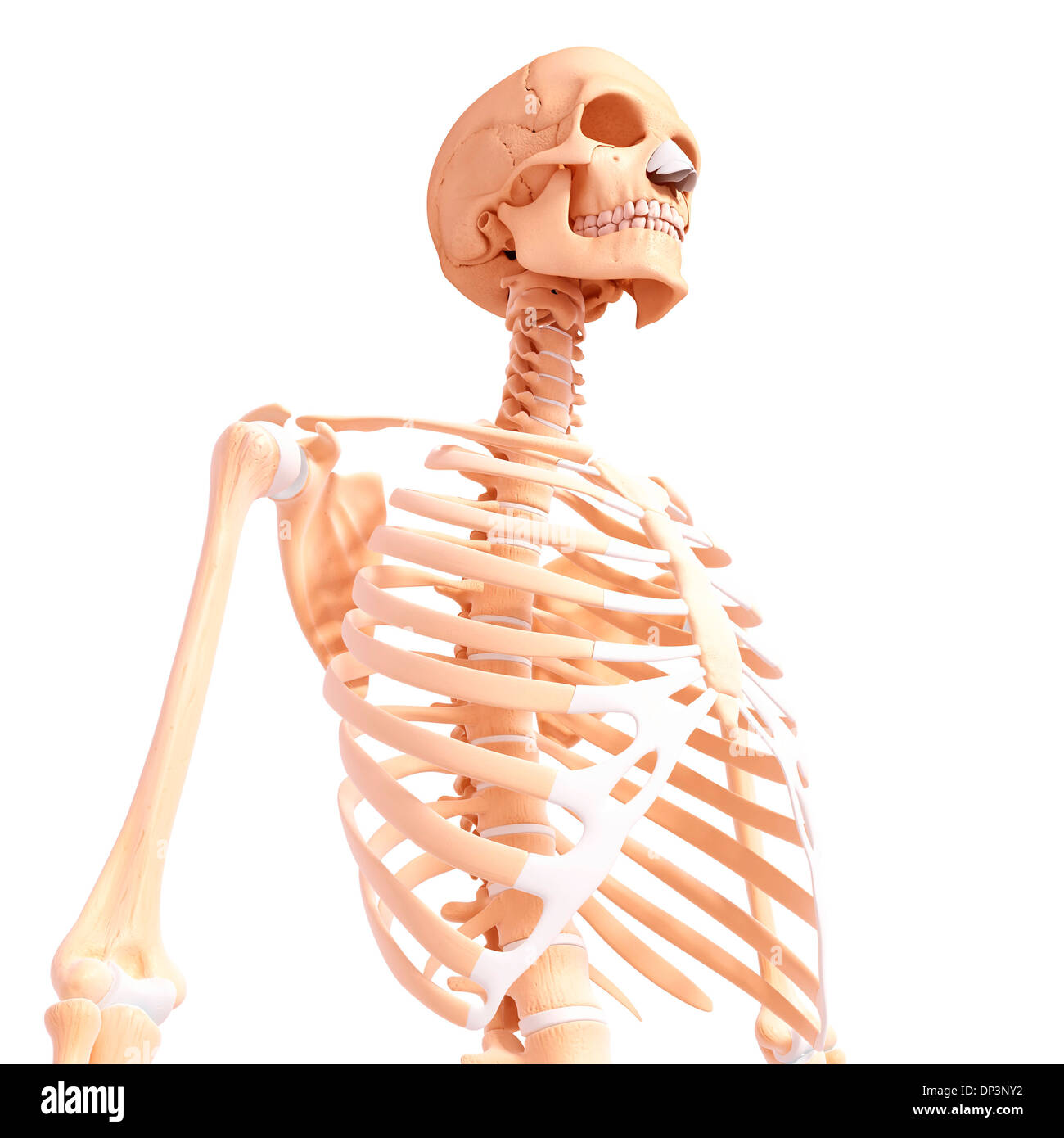 Human skeleton, artwork Stock Photo - Alamy