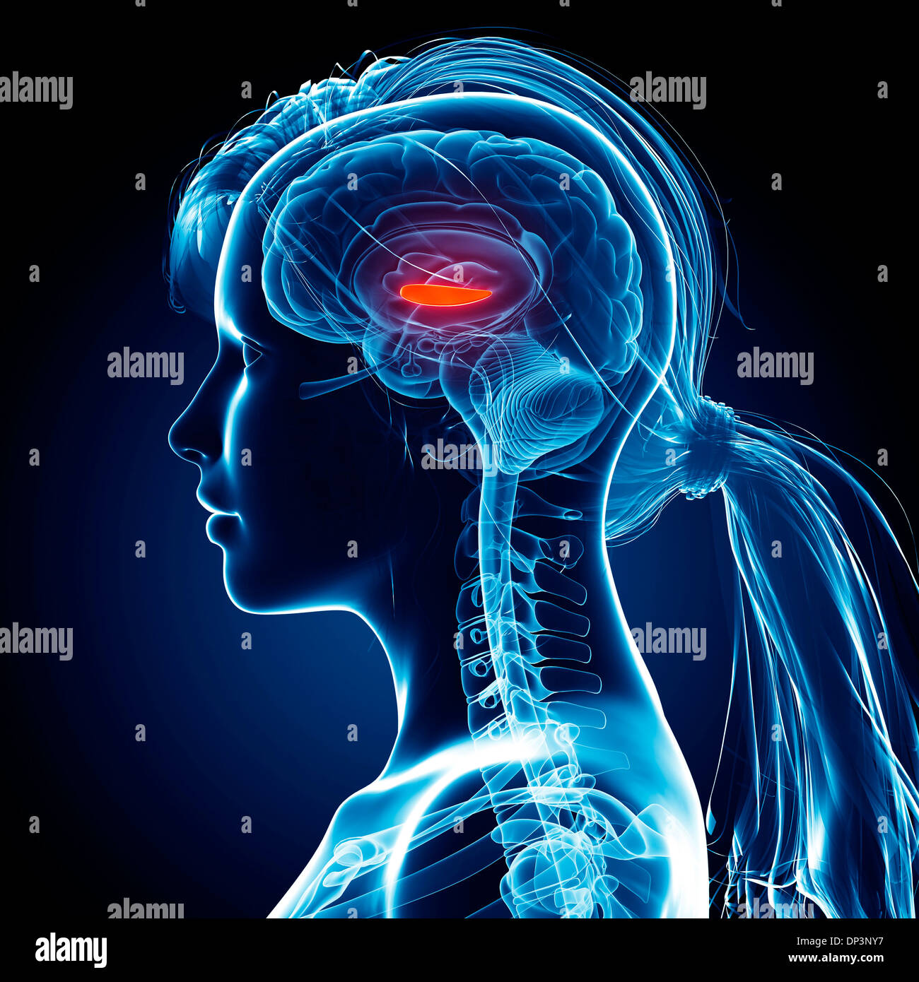 Female brain, artwork Stock Photo - Alamy
