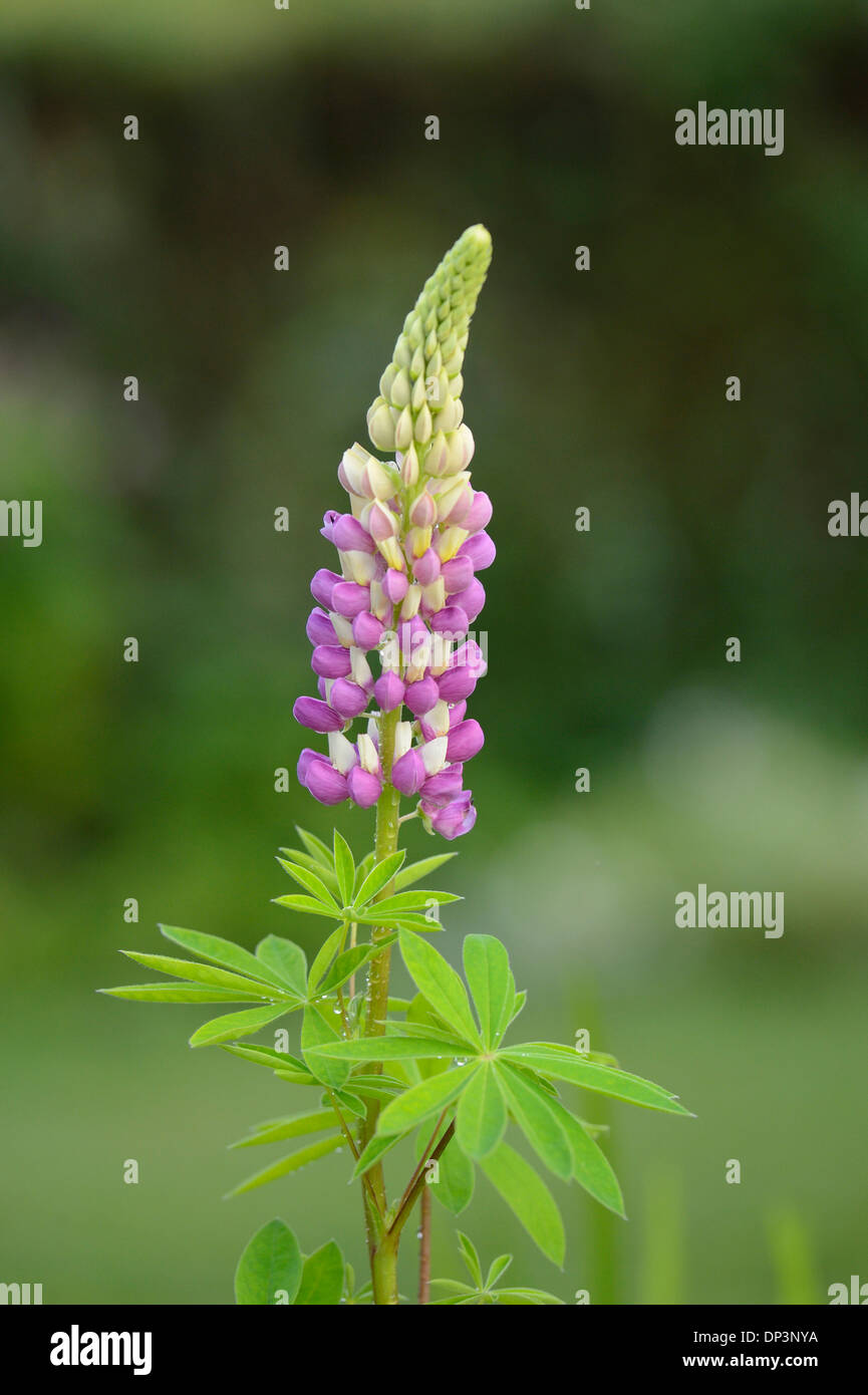 Lupin plant nature green outdoors blossom europe hi-res stock ...
