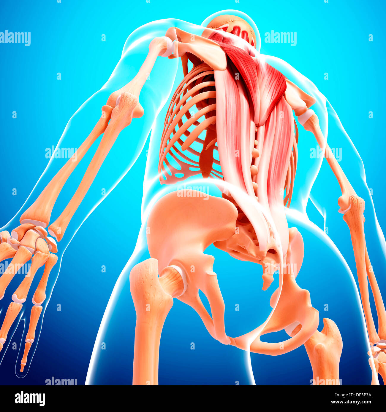 Human musculature, artwork Stock Photo - Alamy