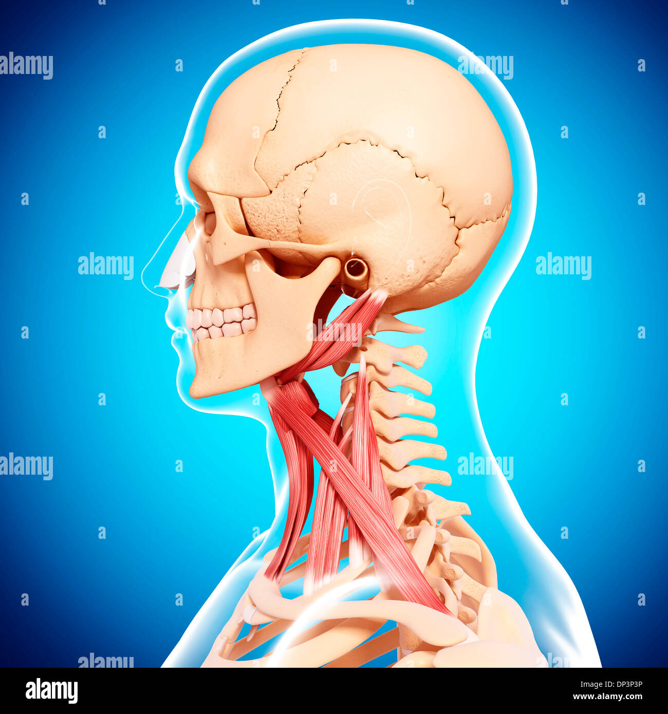 Human neck musculature, artwork Stock Photo - Alamy