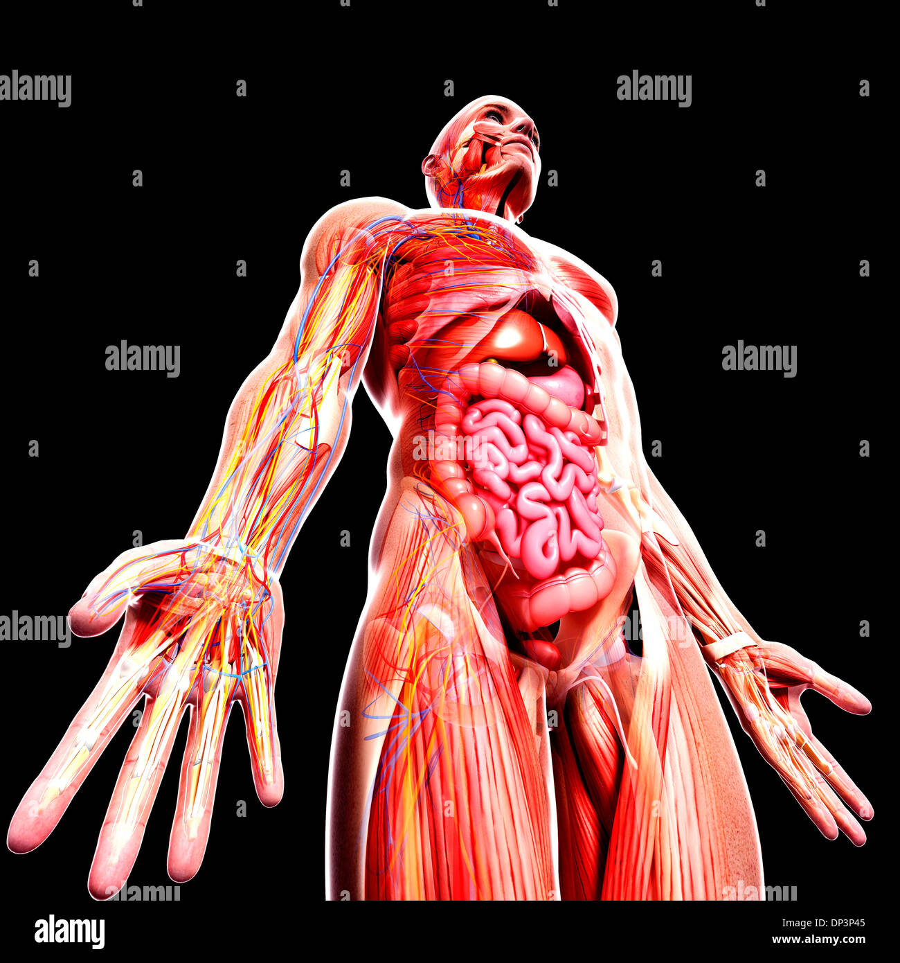 Male anatomy, artwork Stock Photo - Alamy