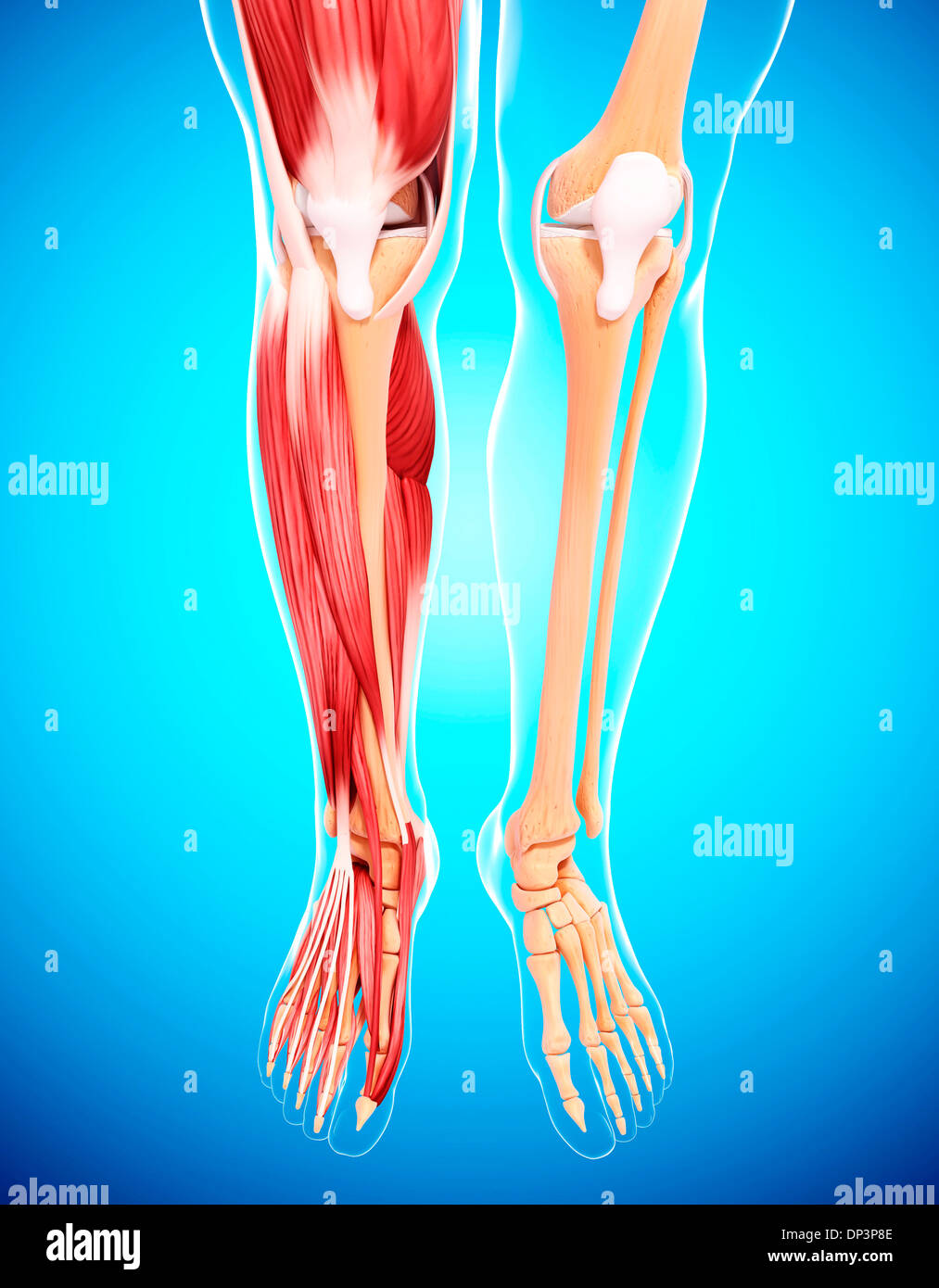 Human leg musculature, artwork Stock Photo - Alamy