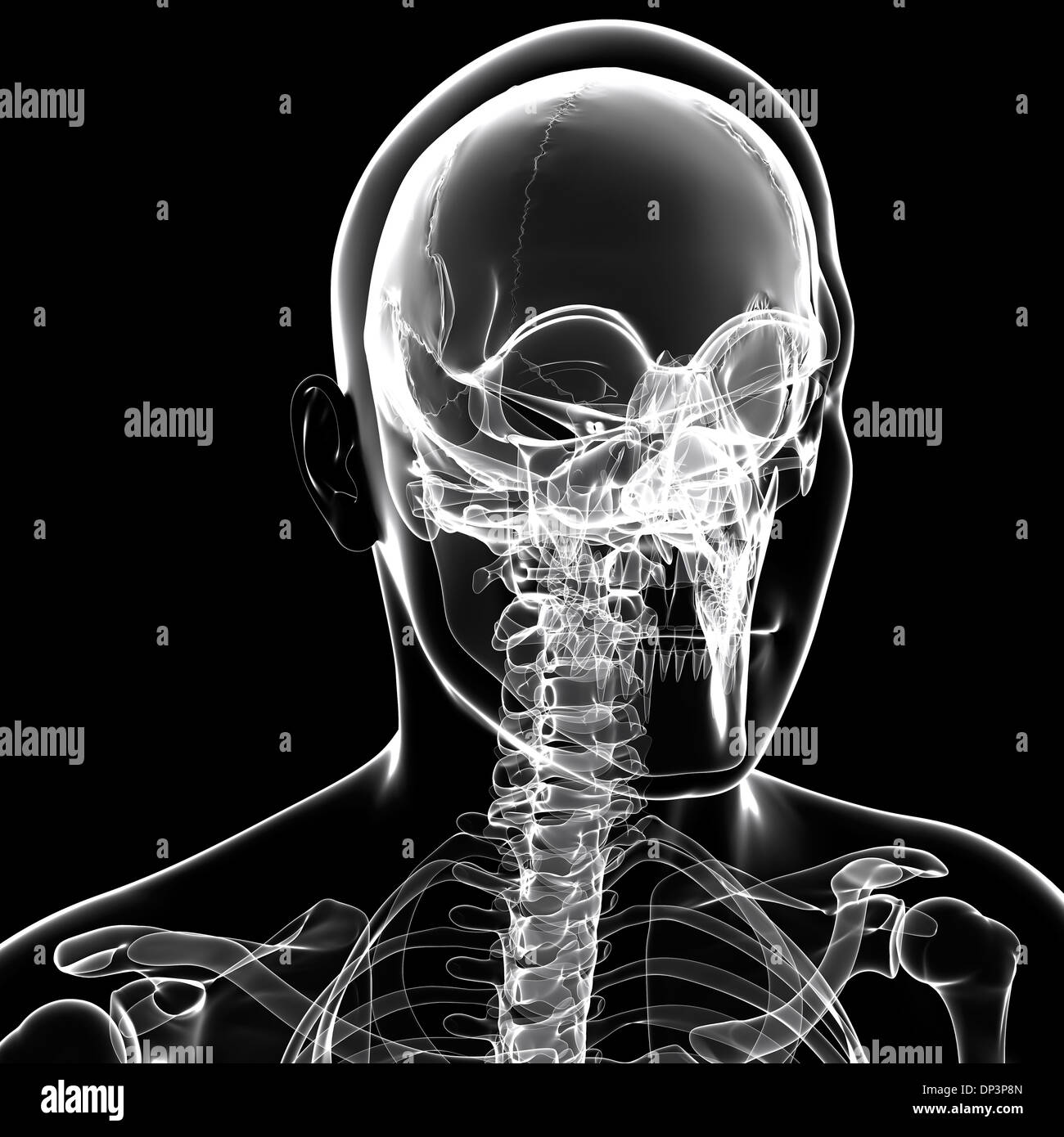 Black white illustration human skull hi-res stock photography and ...