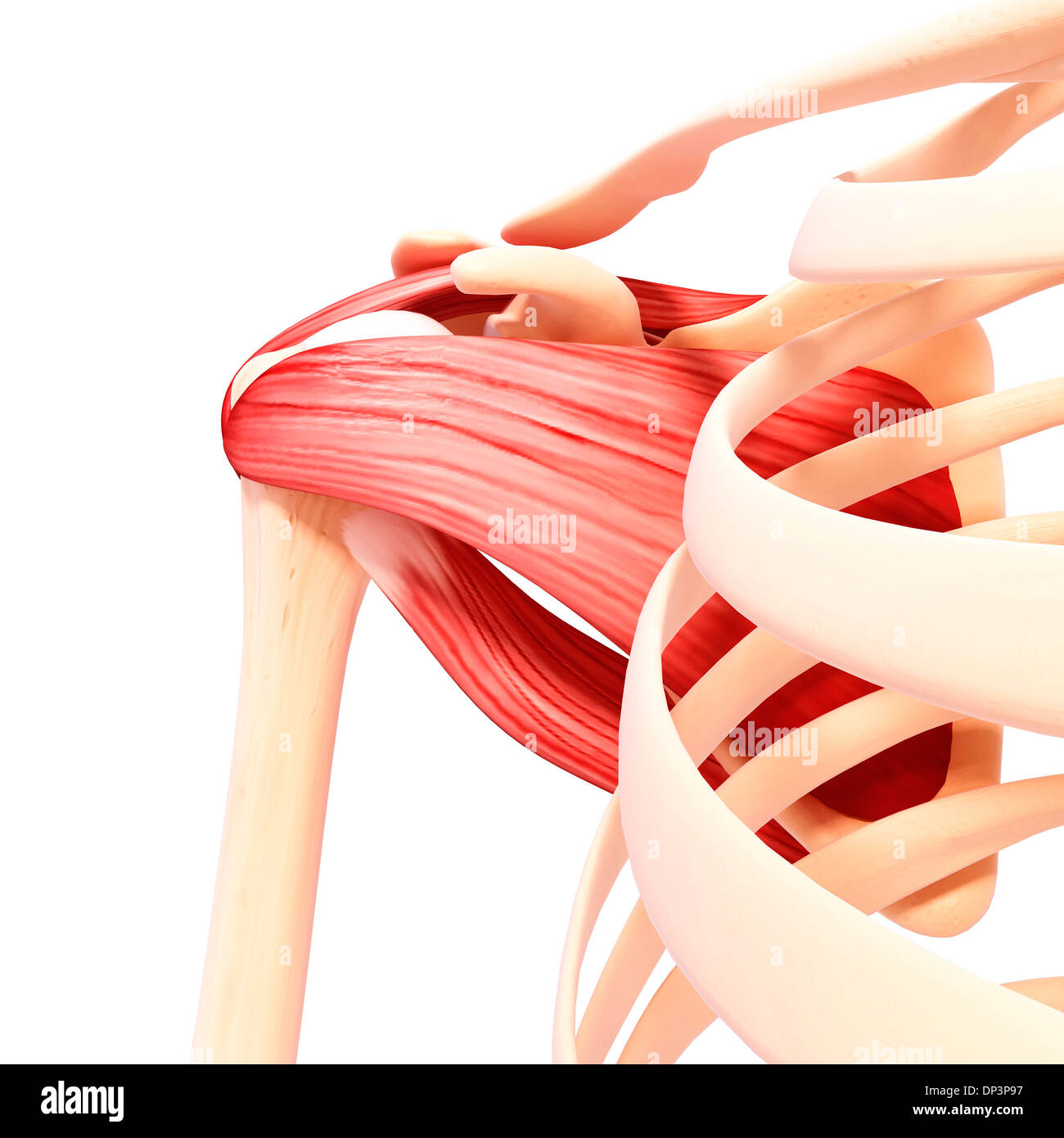 Human shoulder musculature, artwork Stock Photo - Alamy