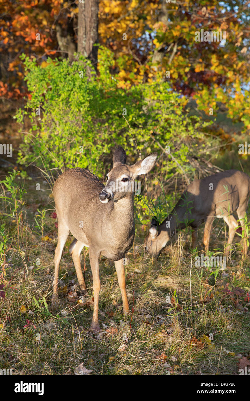 Whitetail deer fall colors hi-res stock photography and images - Alamy