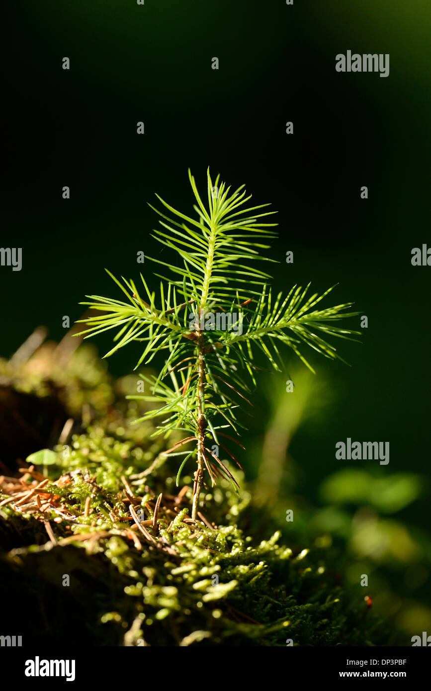 Close-up of Norway Spruce (Picea abies) Seedling in Forest, Upper ...