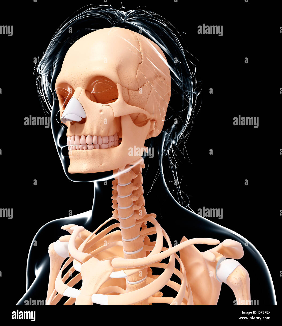 Female skeleton, artwork Stock Photo - Alamy