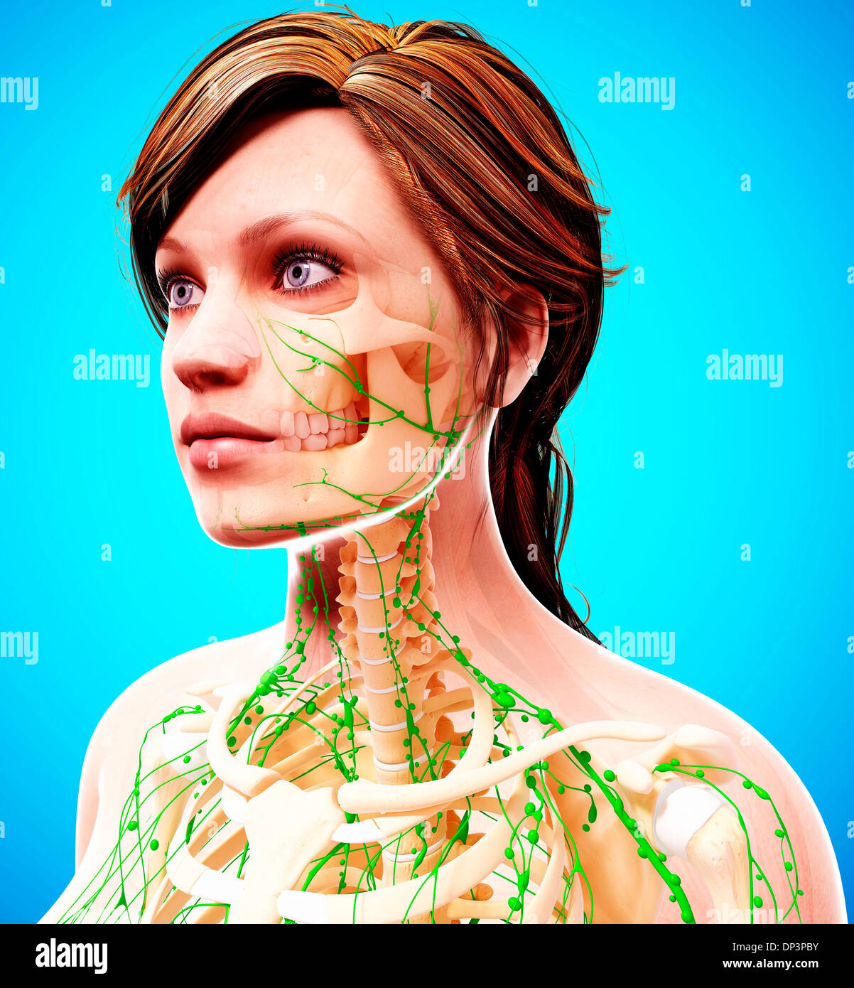 Female lymphatic system, artwork Stock Photo - Alamy