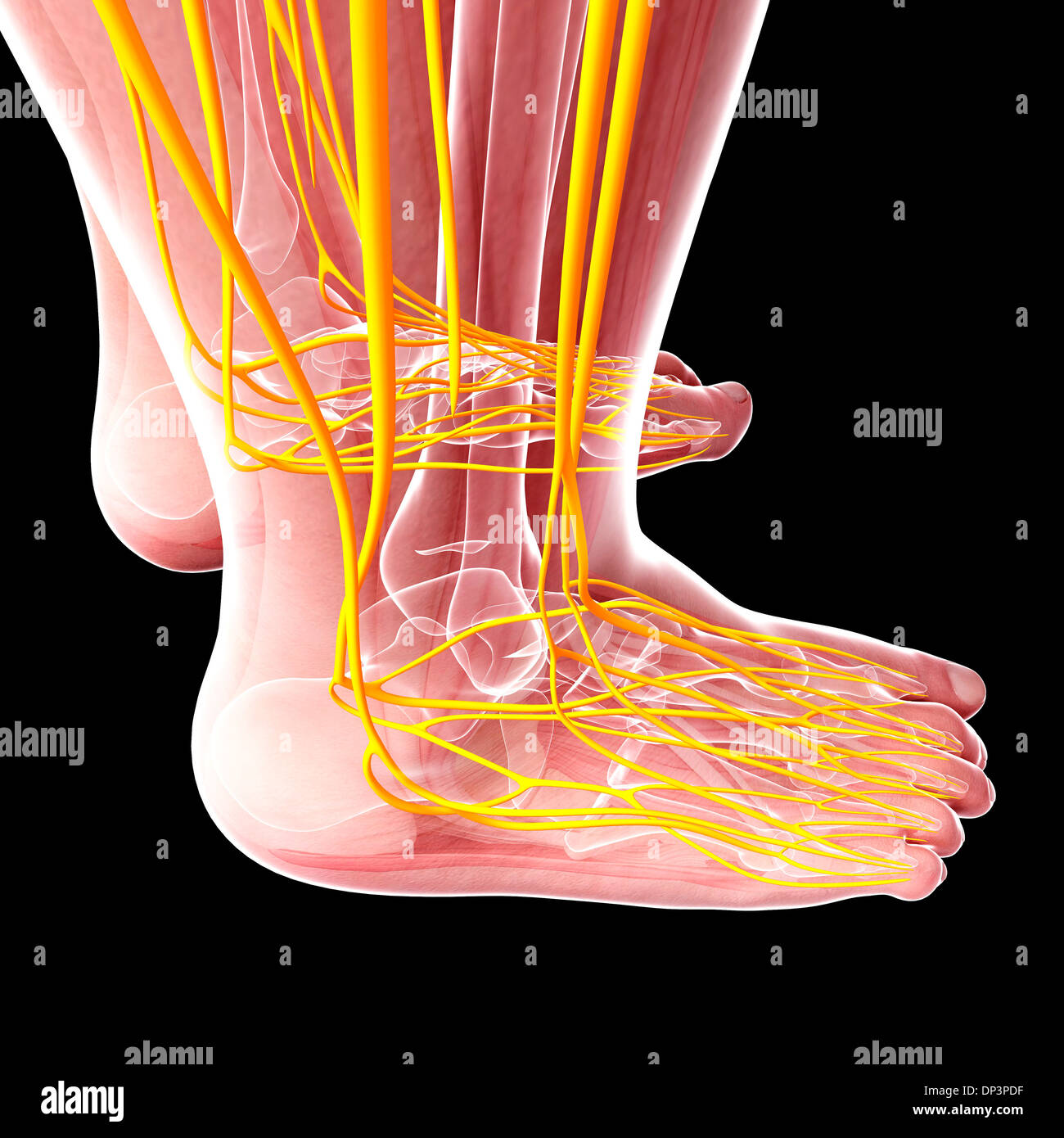 Human foot nervous system, artwork Stock Photo - Alamy