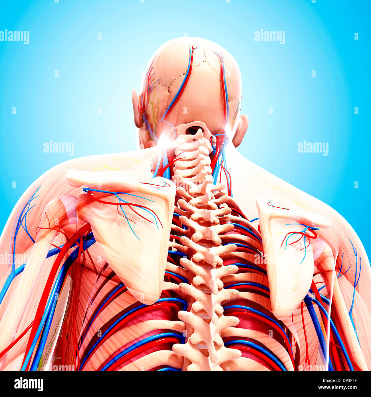 Human anatomy, artwork Stock Photo - Alamy